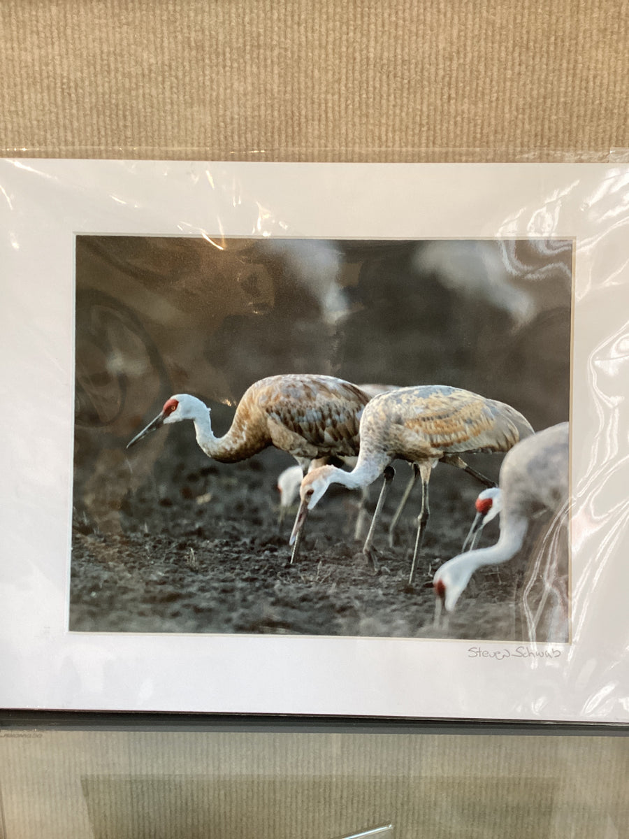 Steven Schwab - Print 8" x 10" Sandhill Cranes – Beverly Shores Depot ...